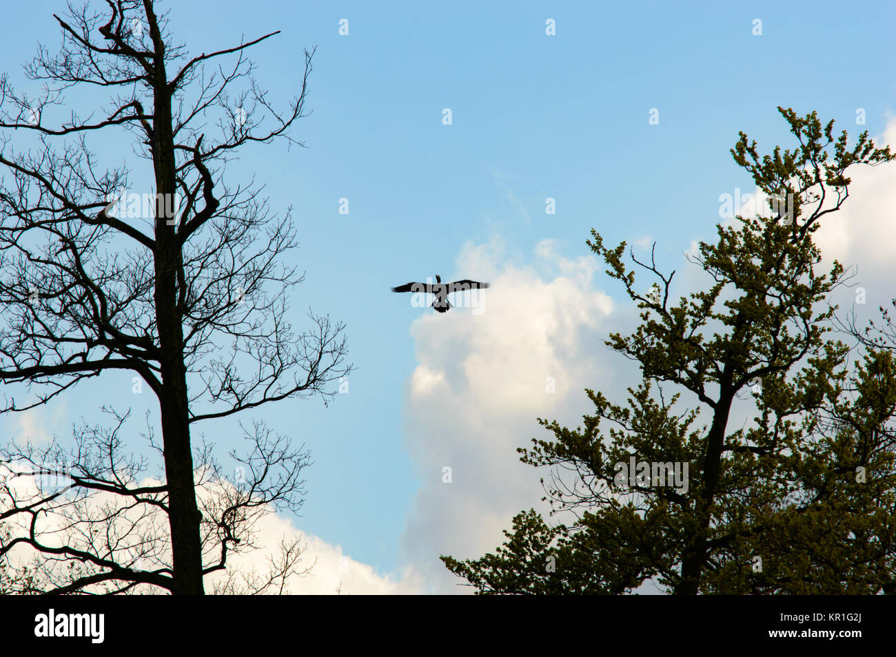Single large bird flying near old tree Stock Photo - Alamy