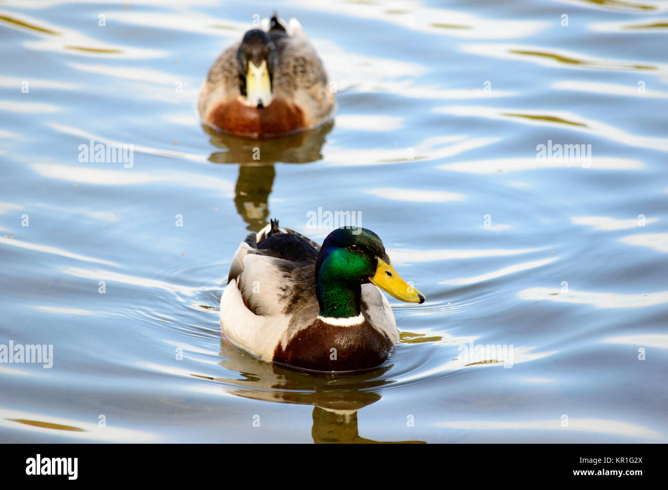 Inland waterbird hi-res stock photography and images - Alamy