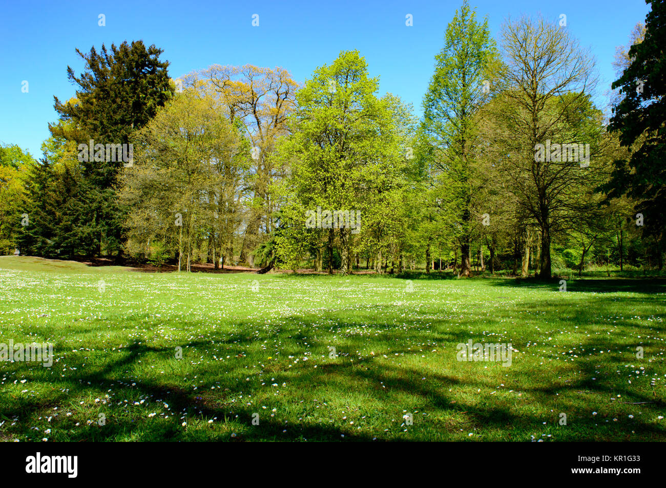Fresh green spring landscape with woodland trees Stock Photo - Alamy
