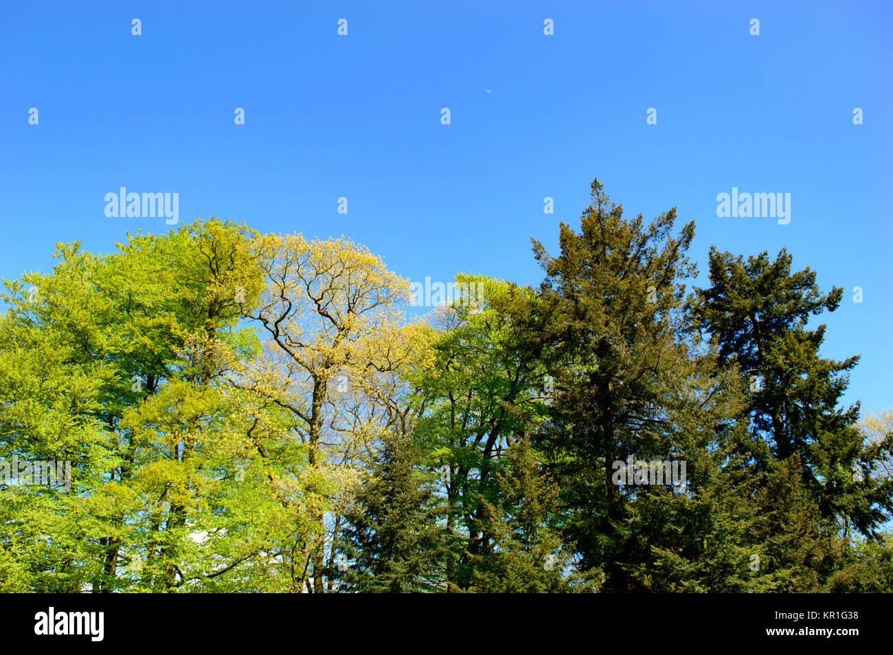 Fresh green spring trees against a sunny blue sky Stock Photo - Alamy