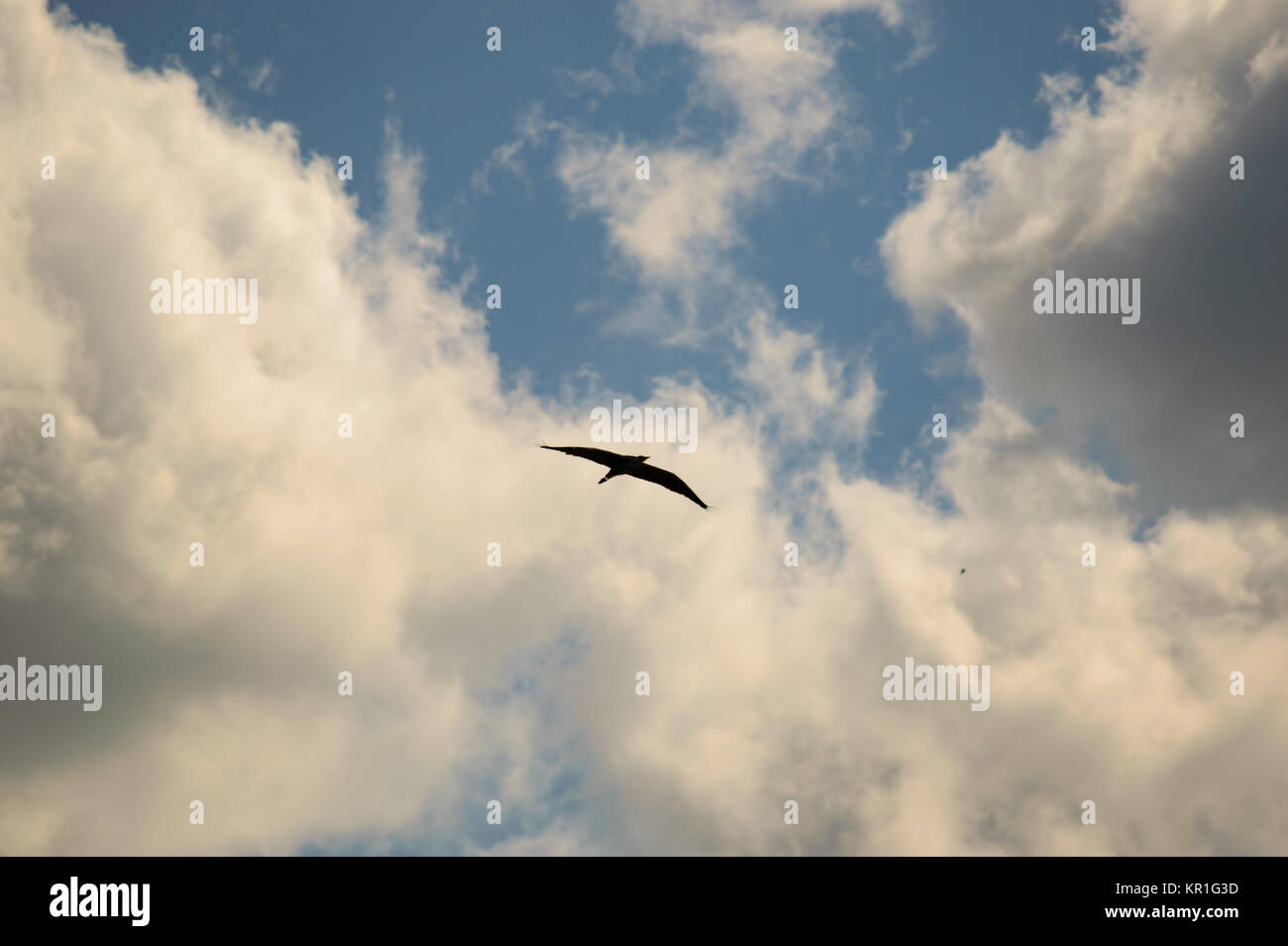 Bird coasting with the wind under clouds Stock Photo - Alamy