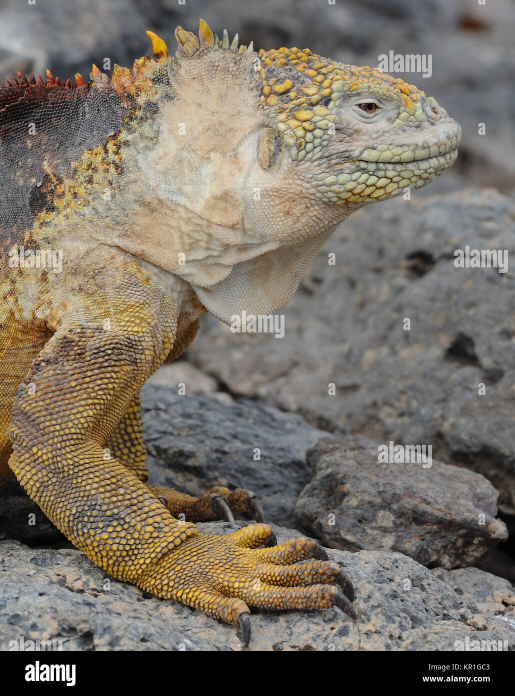 A male Galapagos land iguana (Conolophus subcristatus). Isla Plaza Sur ...
