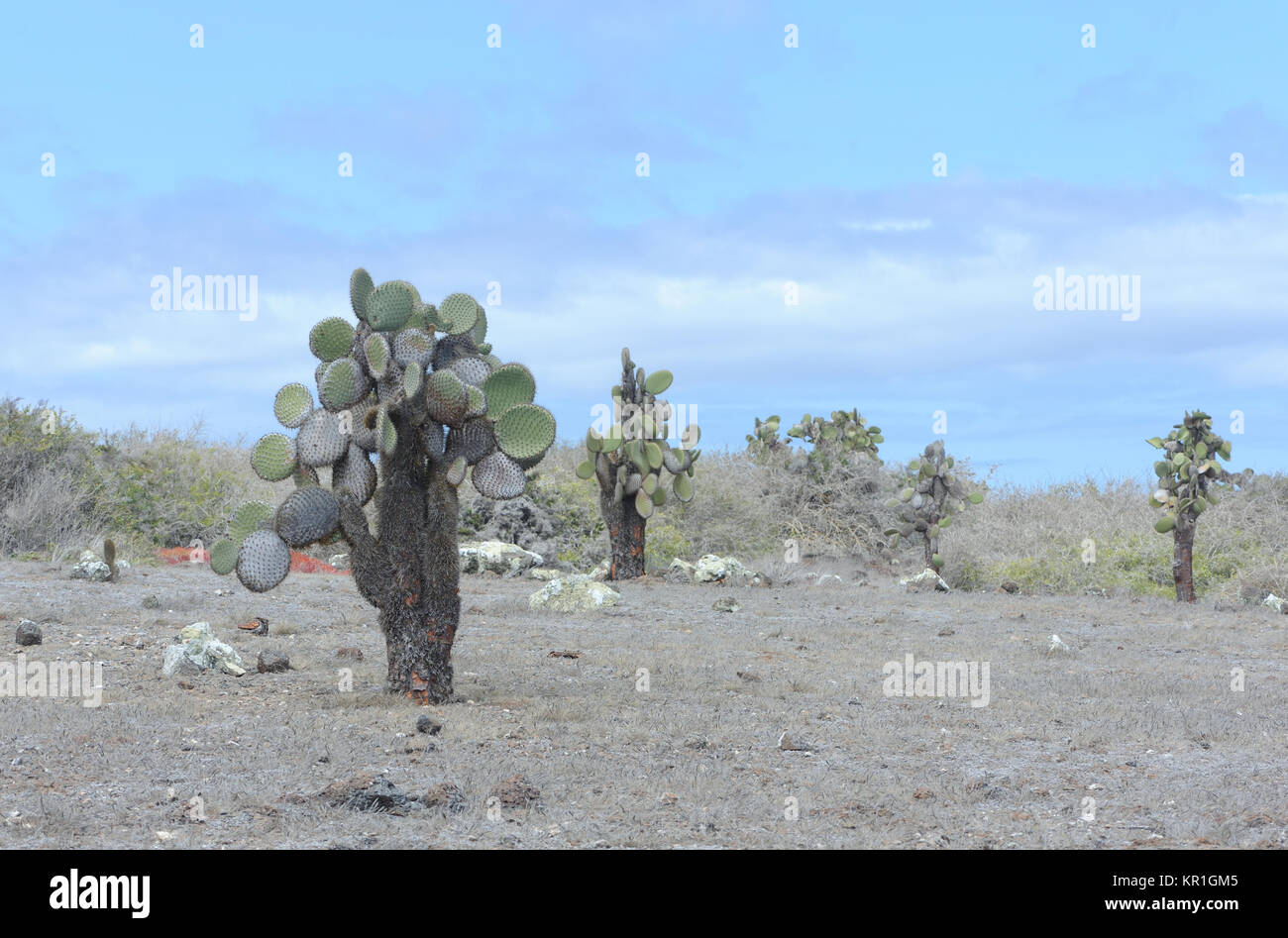 Plants of opuntia or prickly pear (Opuntia echios var. echios) grow in ...