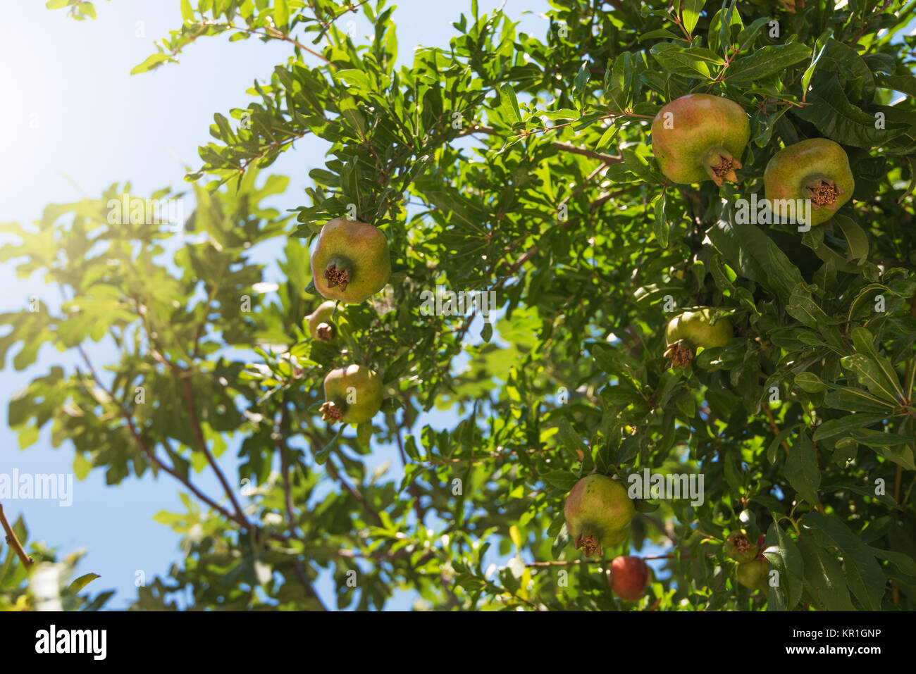 Green pomegranate on tree Stock Photo - Alamy