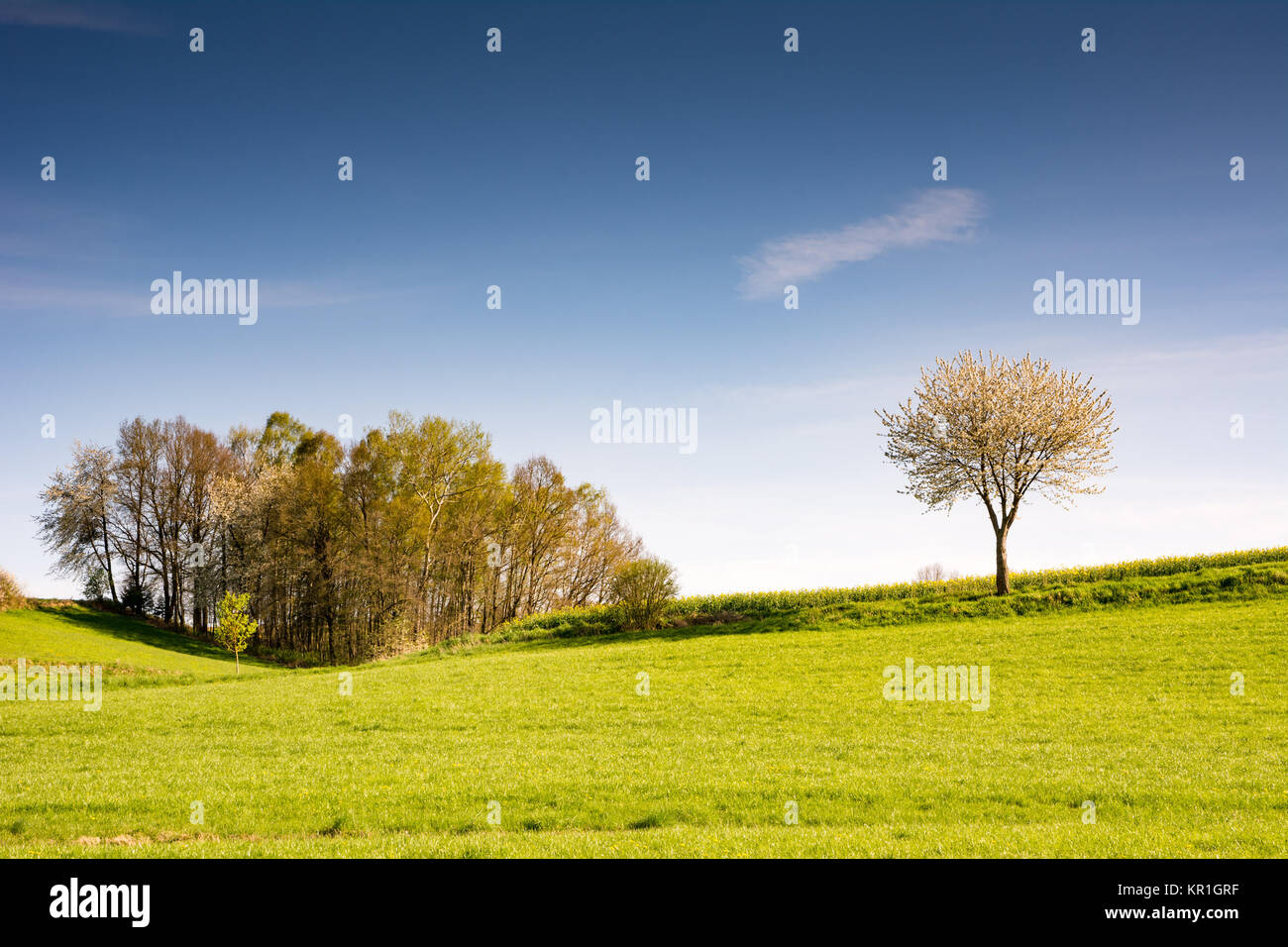 Landscape with a flowering tree Stock Photo - Alamy