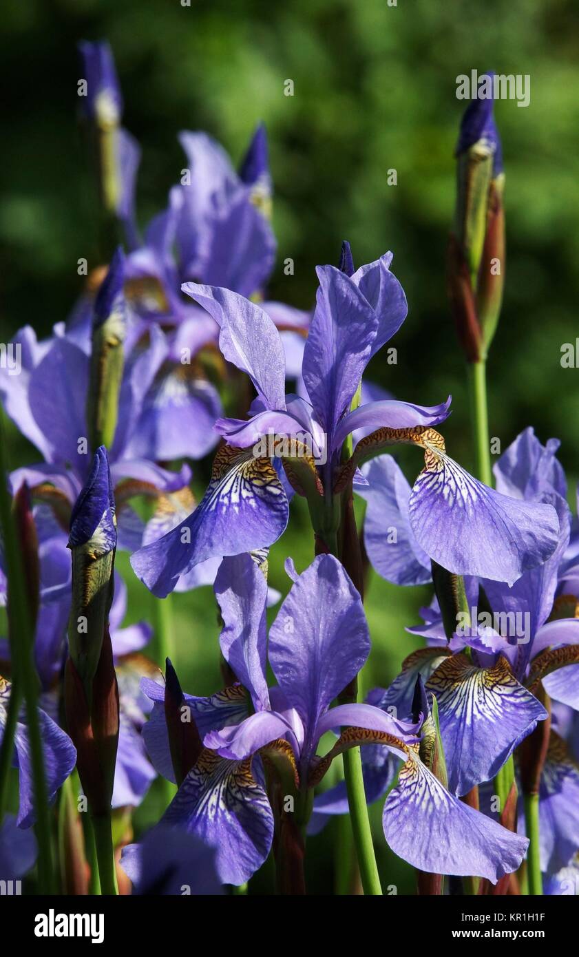 blue lilies in a botanical garden Stock Photo - Alamy