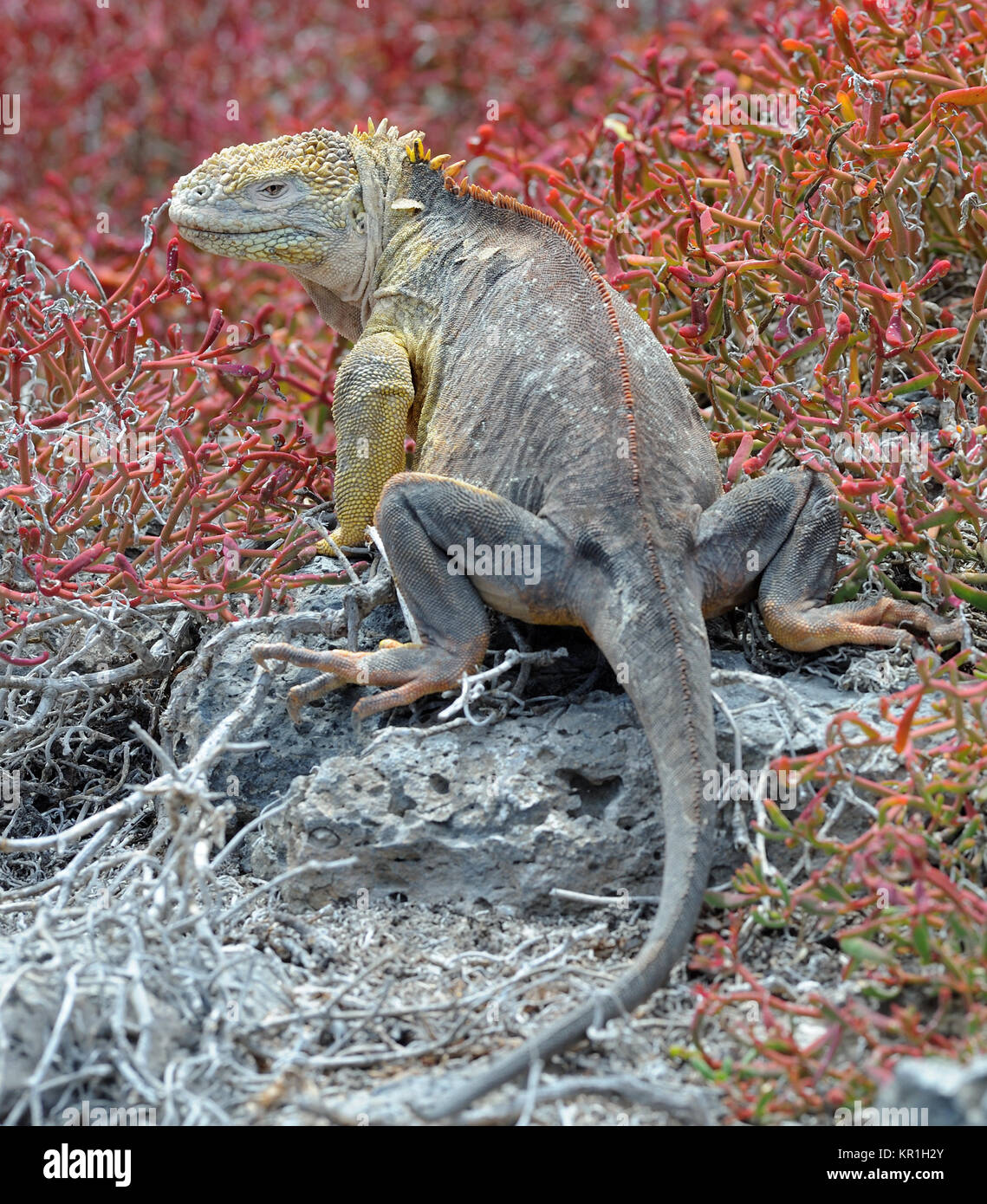 A male Galapagos land iguana (Conolophus subcristatus). Isla Plaza Sur ...