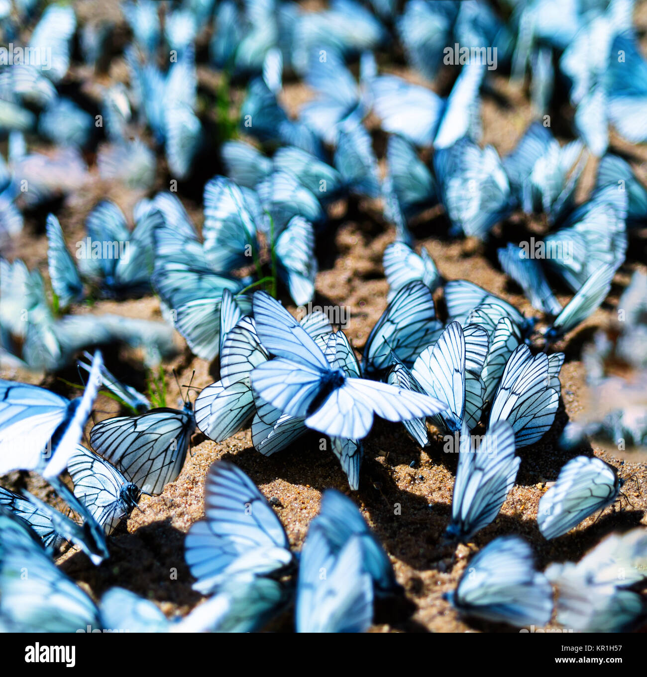 Crowd of butterflies hi-res stock photography and images - Alamy