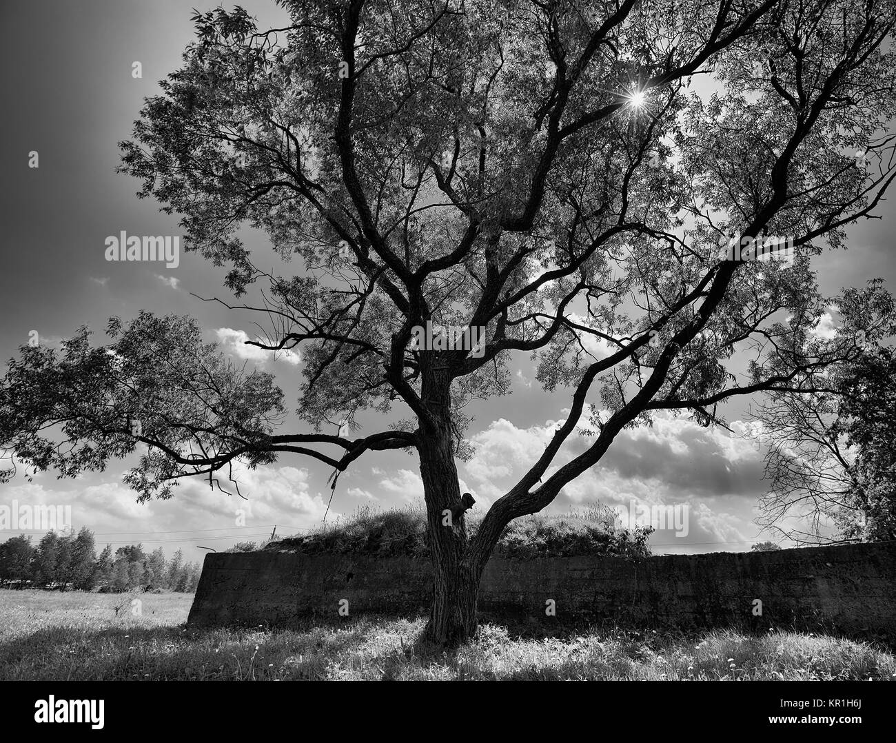 Horizontal black and white dramatic tree background Stock Photo - Alamy