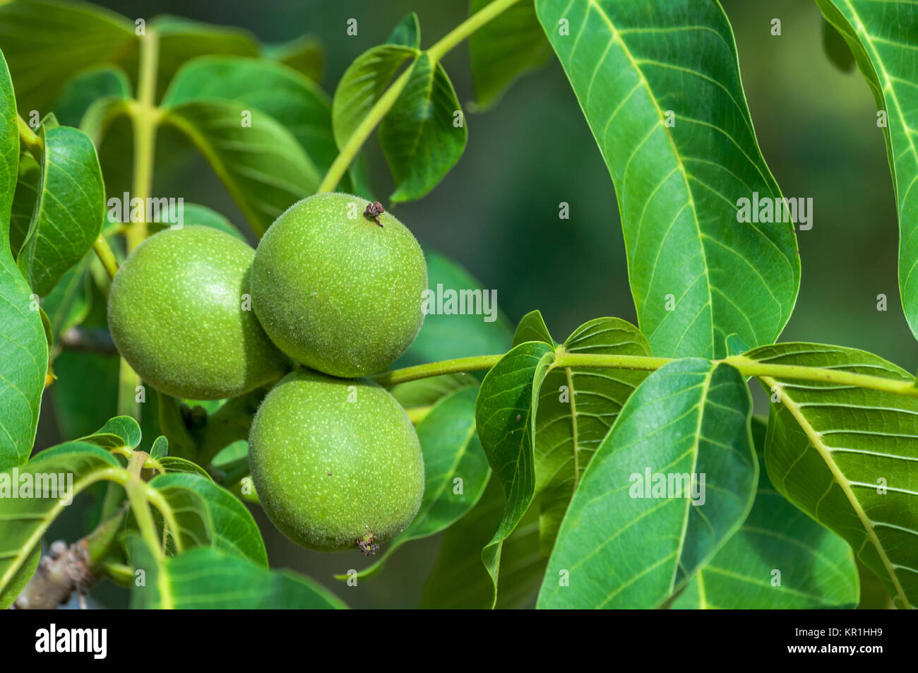 Fresh walnuts on the tree Stock Photo - Alamy