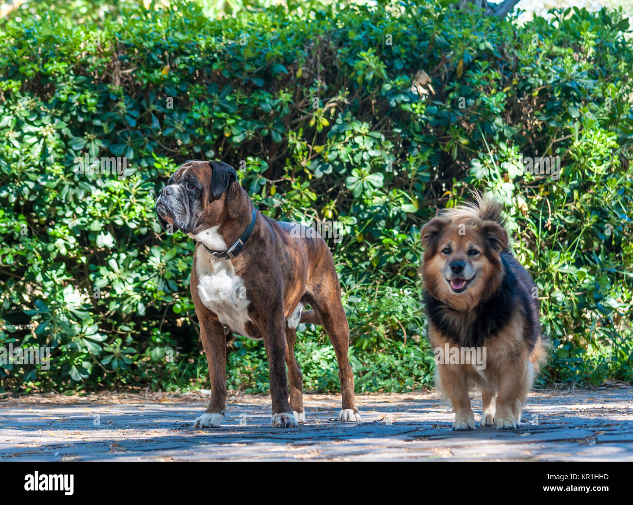 German boxer dog and mongrel dog Stock Photo - Alamy