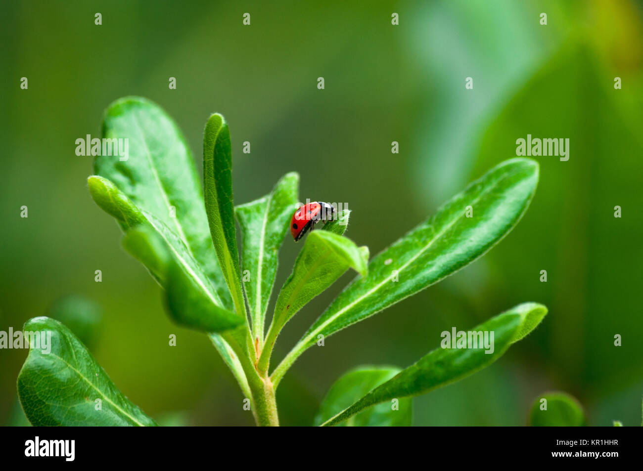 Ladybug on a leaf Stock Photo - Alamy