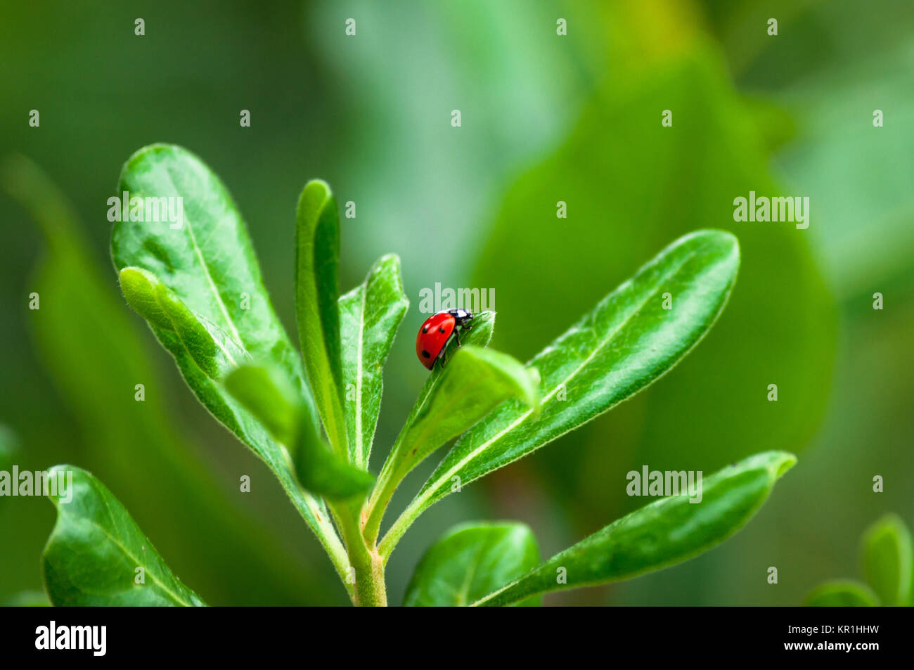 Ladybug on a leaf Stock Photo - Alamy