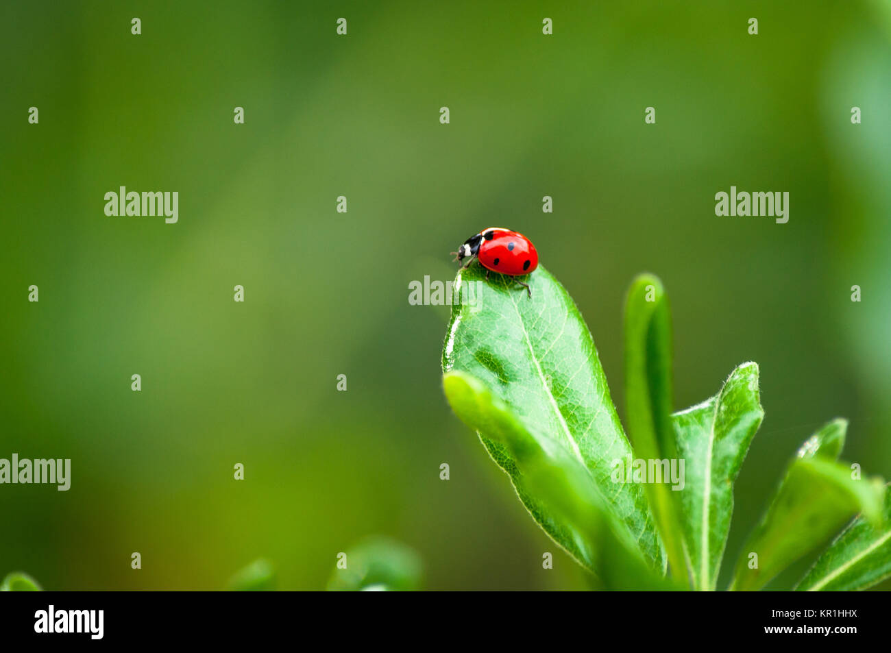 Ladybug on a leaf Stock Photo - Alamy