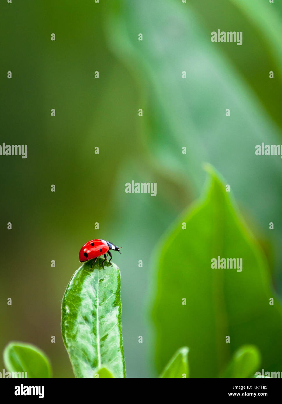 Ladybug on a leaf Stock Photo - Alamy