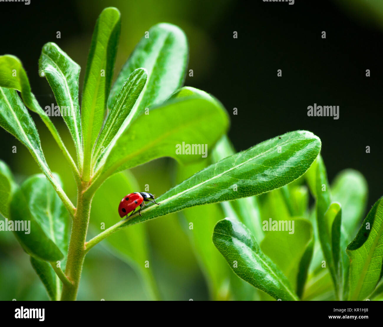 Ladybug on a leaf Stock Photo - Alamy