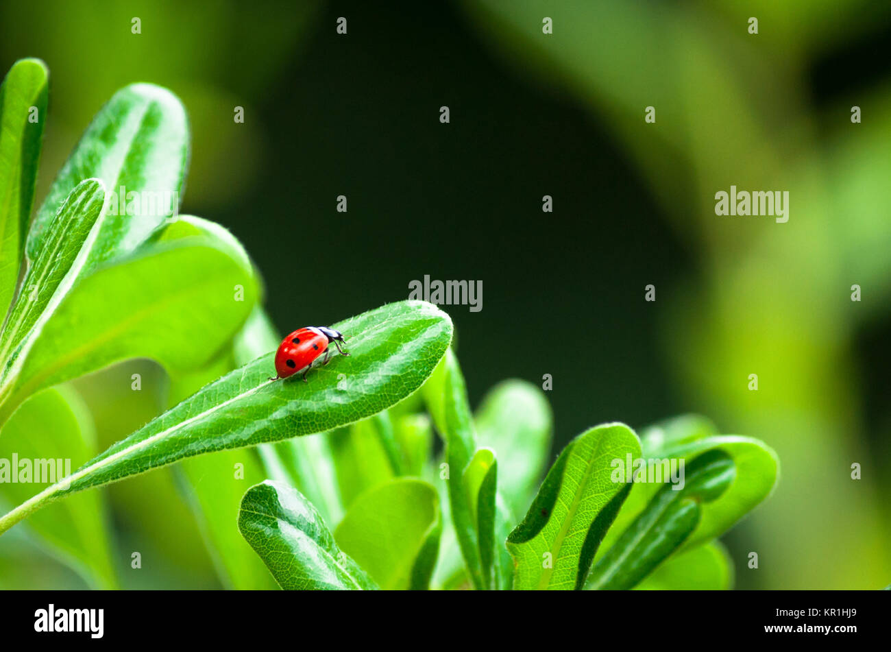 Ladybug on a leaf Stock Photo - Alamy