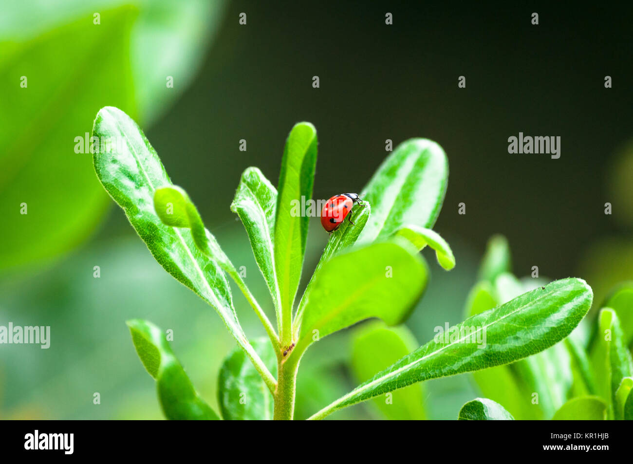 Ladybug on a leaf Stock Photo - Alamy