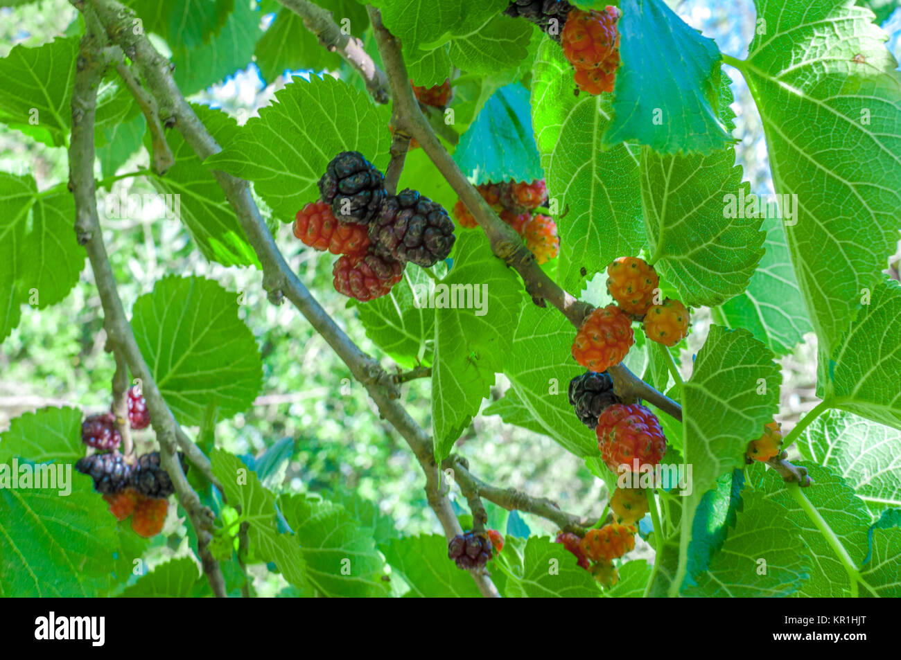 Mullberries on the tree Stock Photo - Alamy