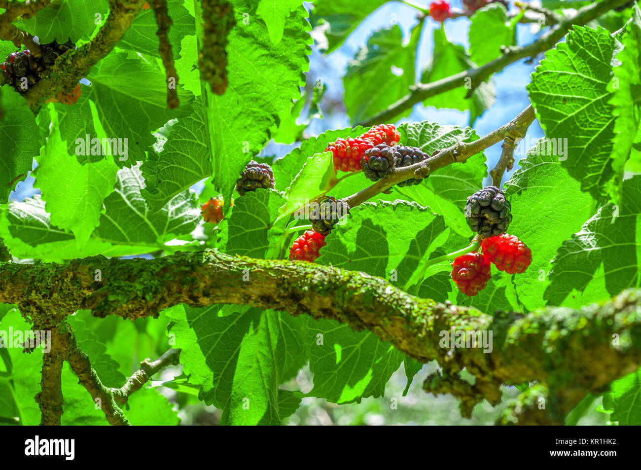 Mullberry tree hi-res stock photography and images - Alamy