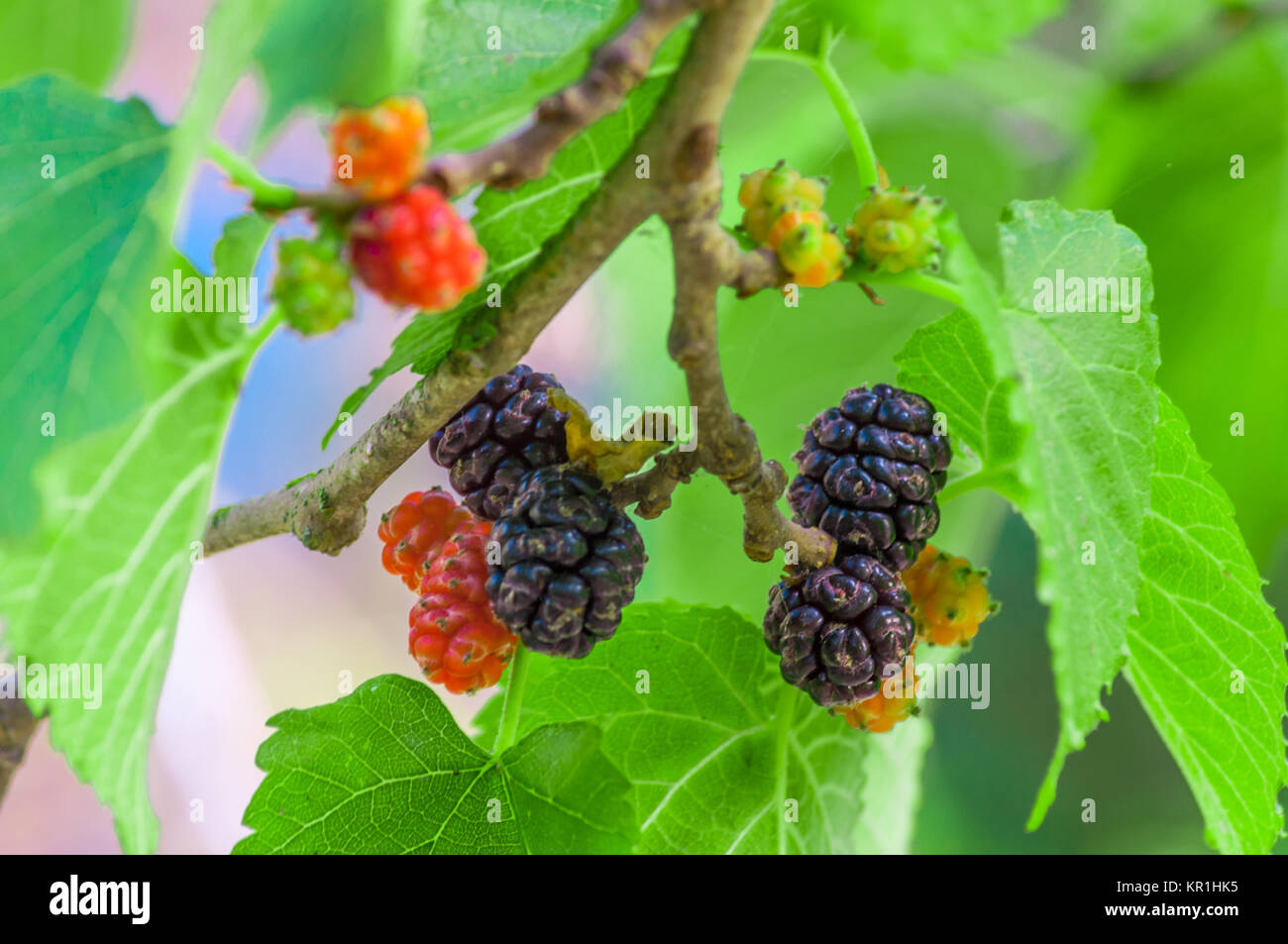 Mullberry tree hi-res stock photography and images - Alamy