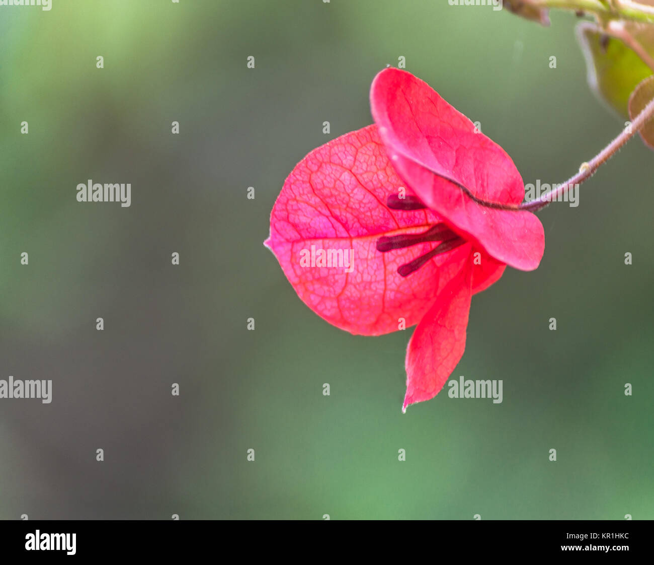 flower of bouganville Stock Photo - Alamy