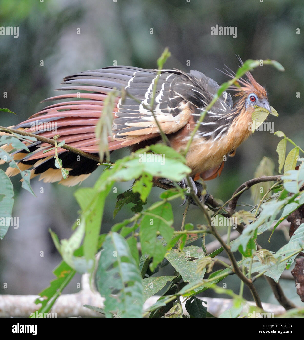 Canje river hi-res stock photography and images - Alamy