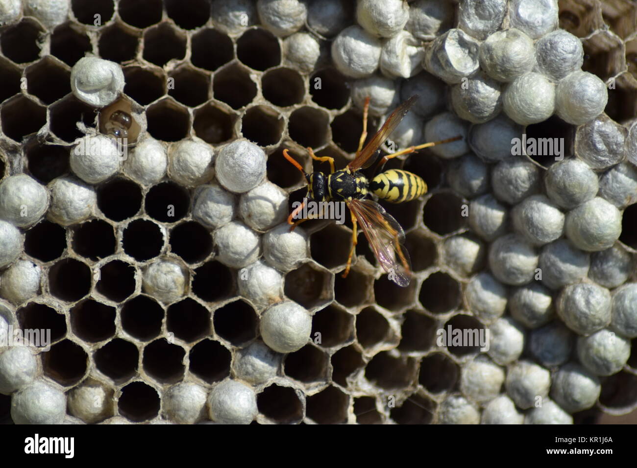 Dead insect cocoon hi-res stock photography and images - Alamy