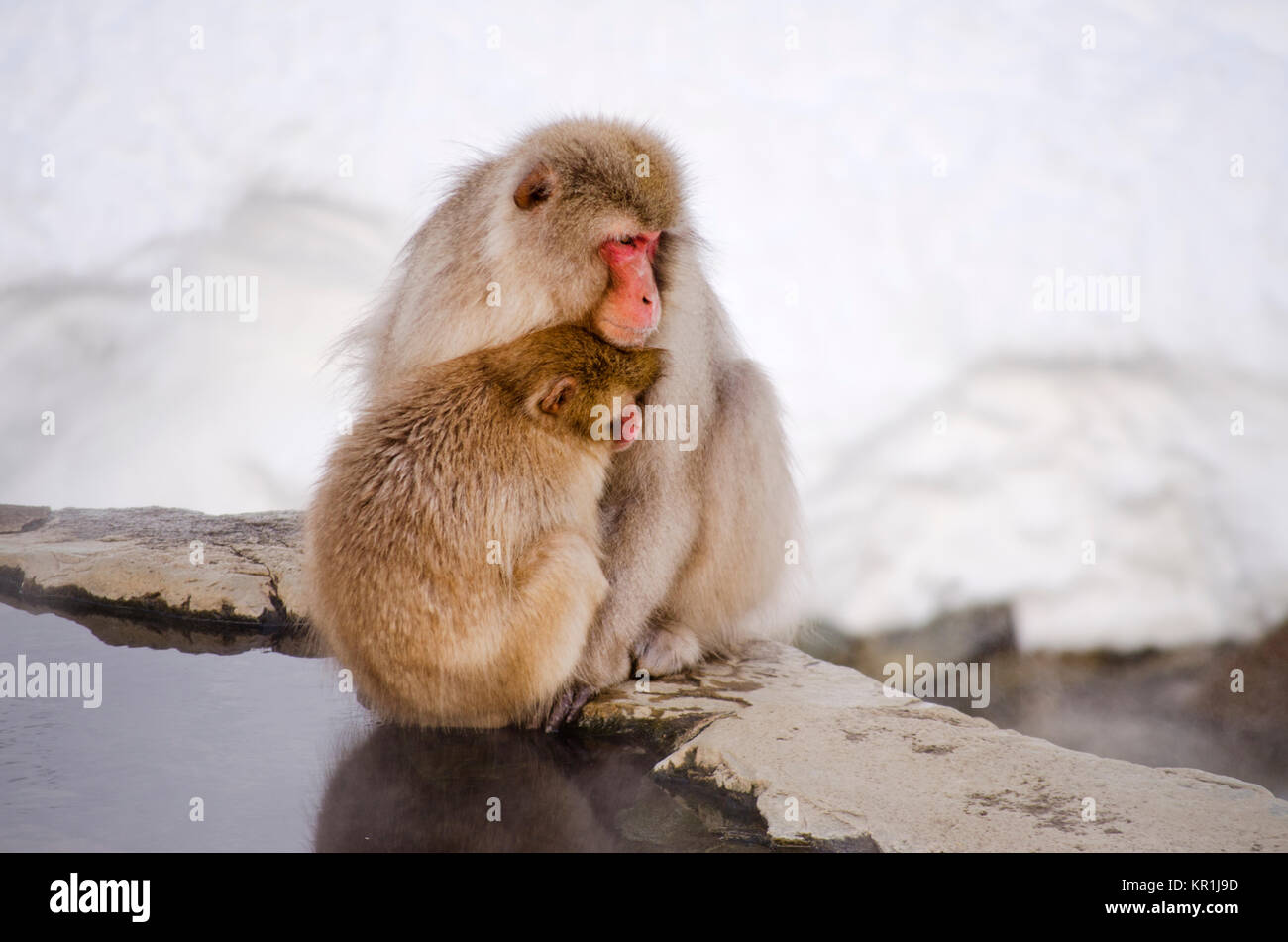 Japanese macaque eat hi-res stock photography and images - Alamy