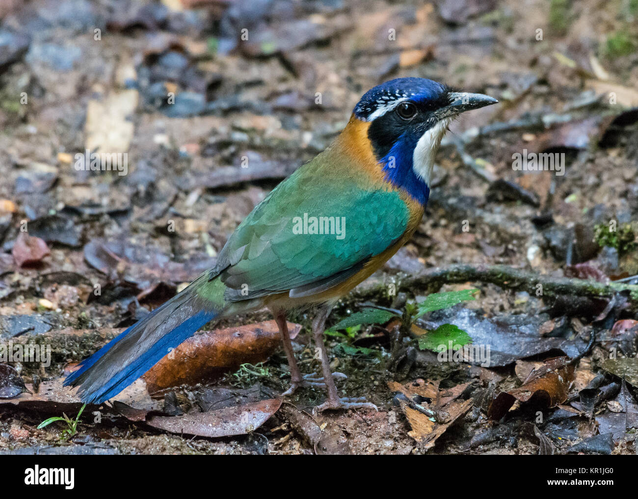 Pitta like hi-res stock photography and images - Alamy