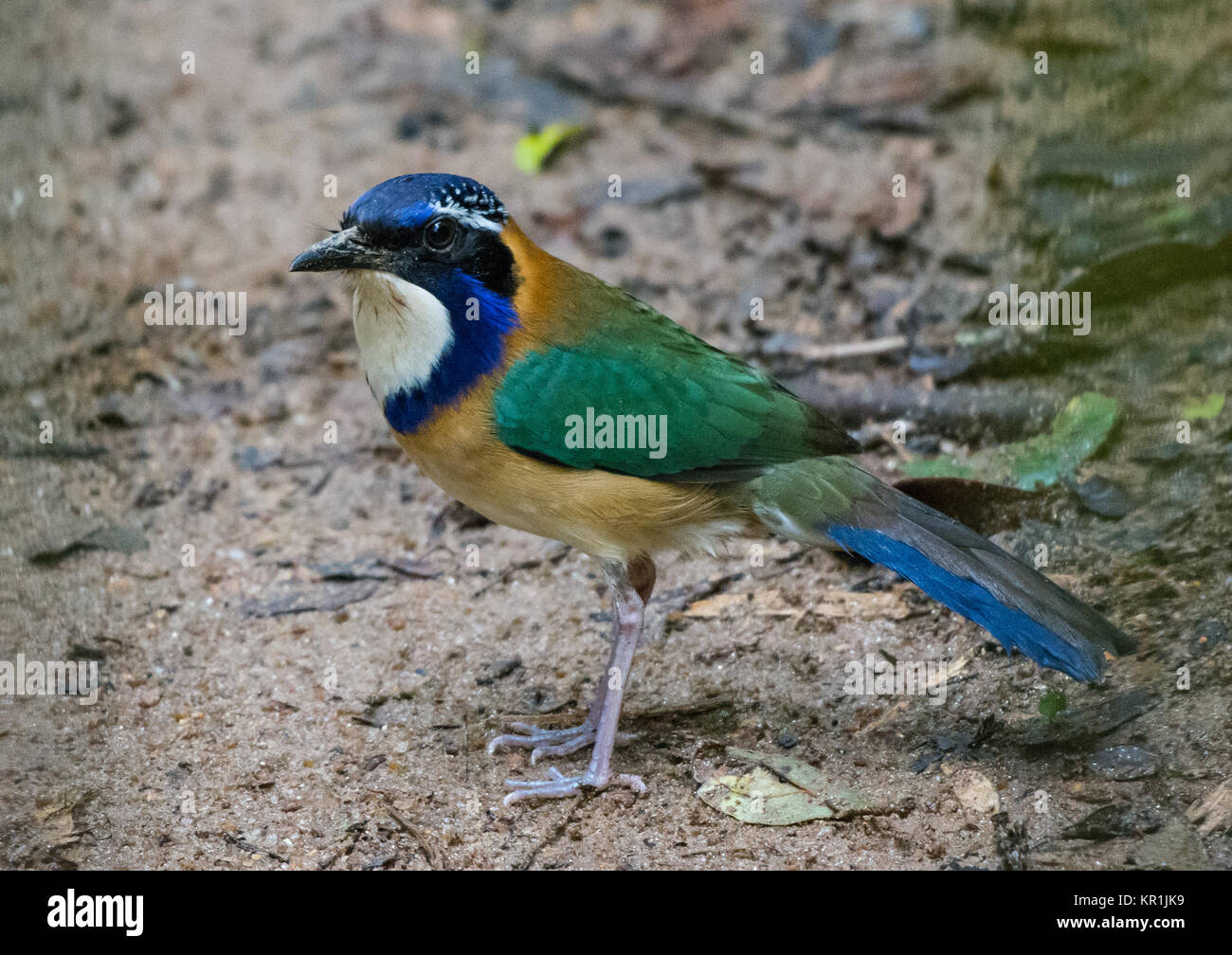 Pitta like ground roller hi-res stock photography and images - Alamy