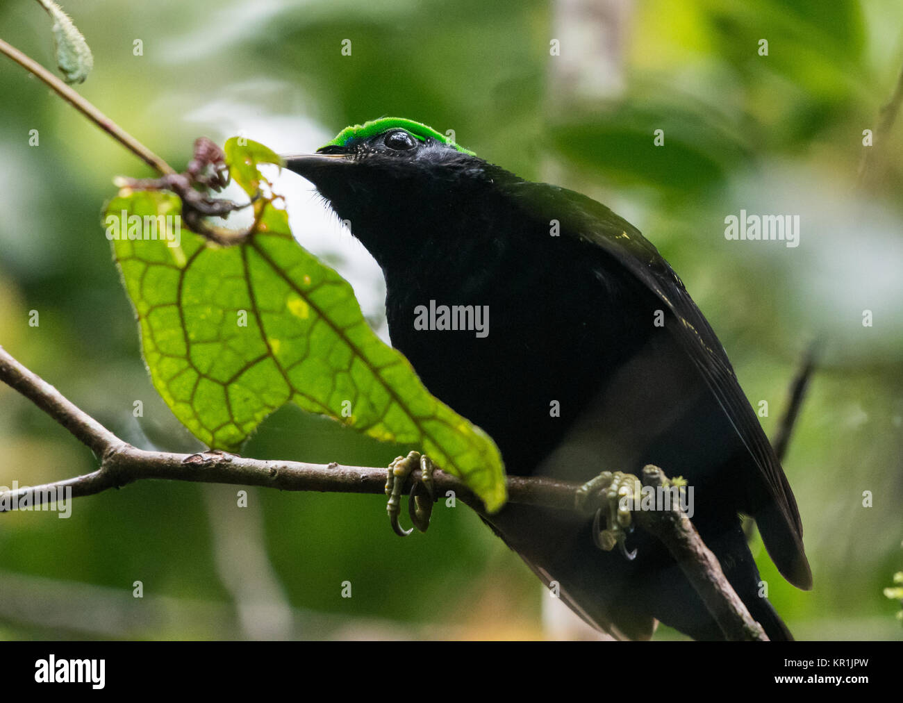 A male Velvet Asity (Philepitta castanea) has black feather and a ...