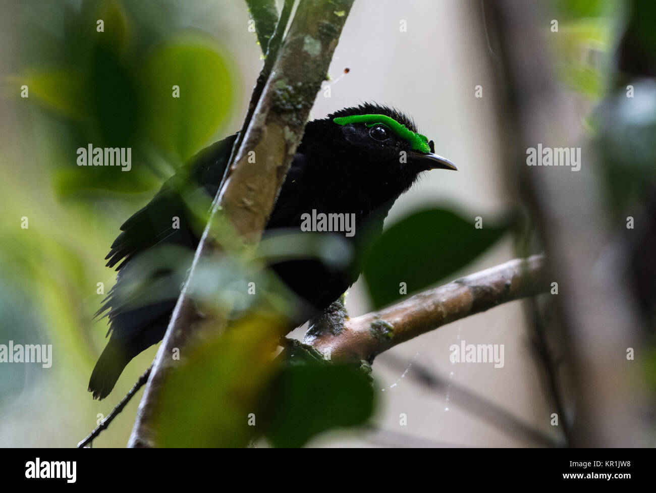 A male Velvet Asity (Philepitta castanea) has black feather and a ...