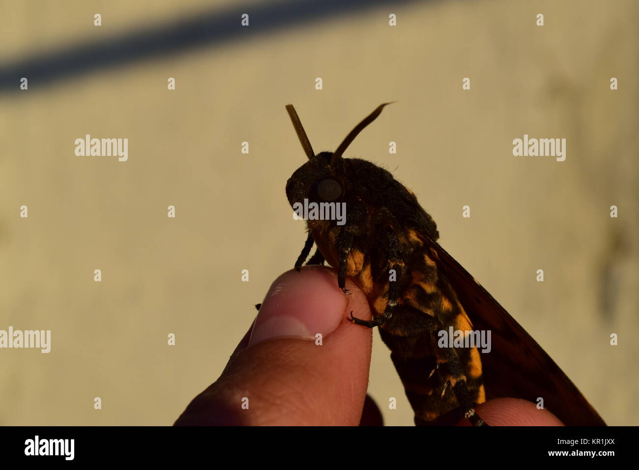 Grey gray eyes antennae sphingidae wings hi-res stock photography and ...