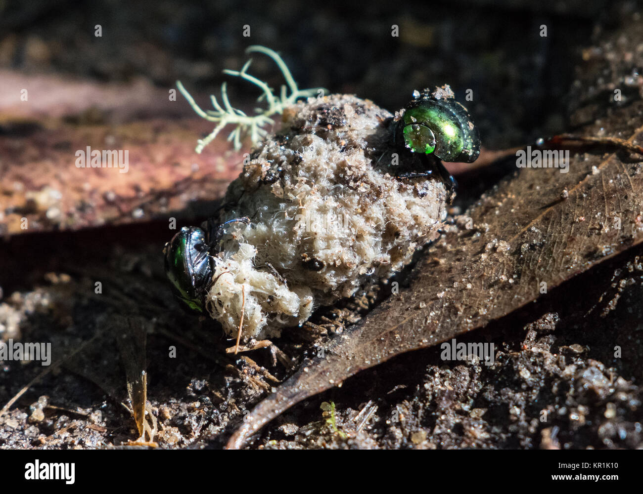 A pair Dung Beatles foraging in forest floor. Ranomafana National Park ...