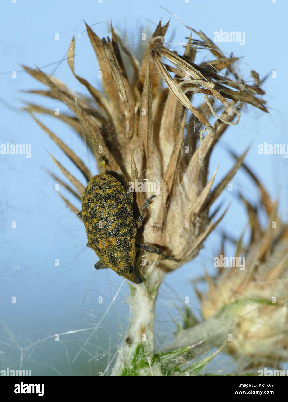 Curculionidae species hi-res stock photography and images - Alamy