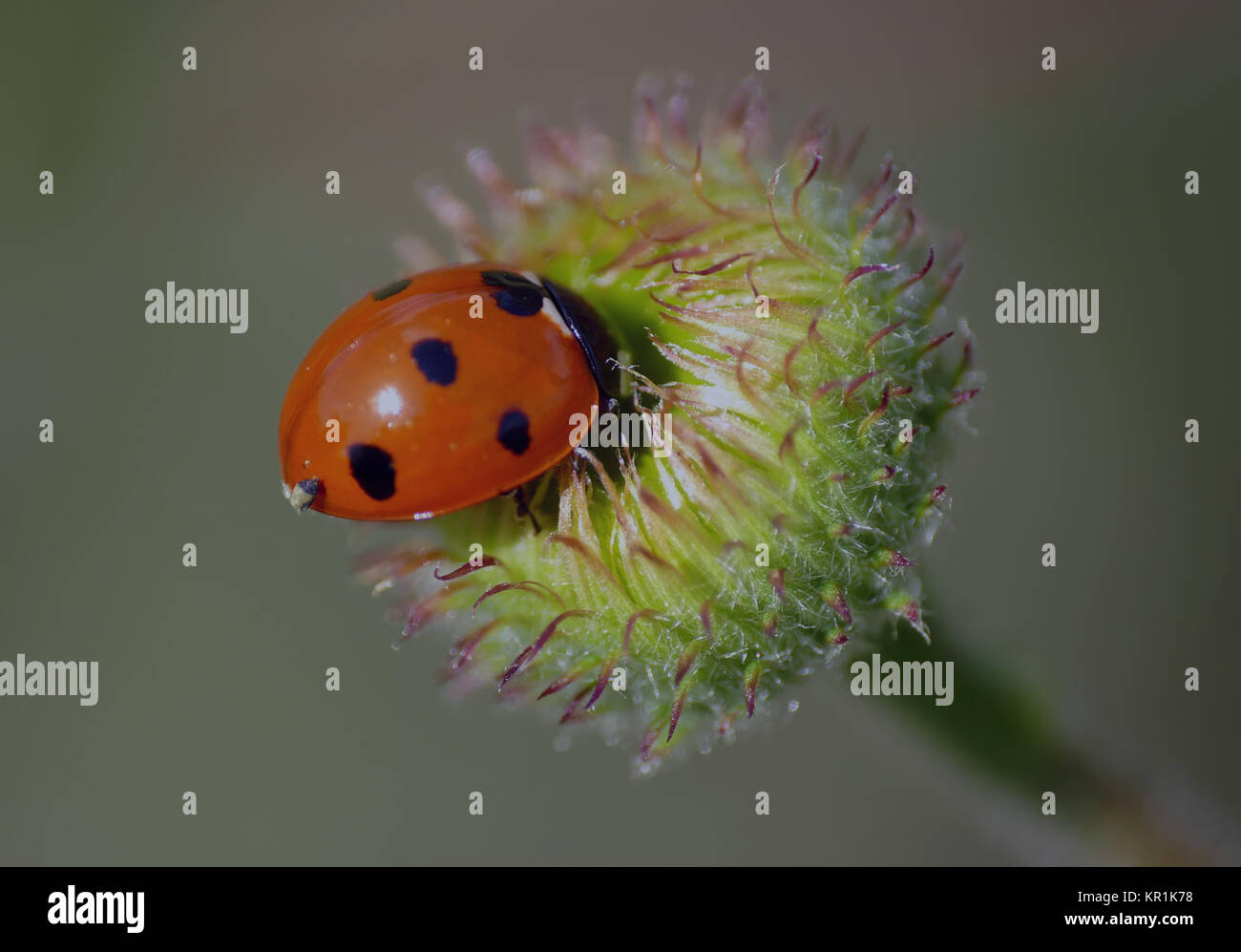 Ladybug on daisy hi-res stock photography and images - Alamy