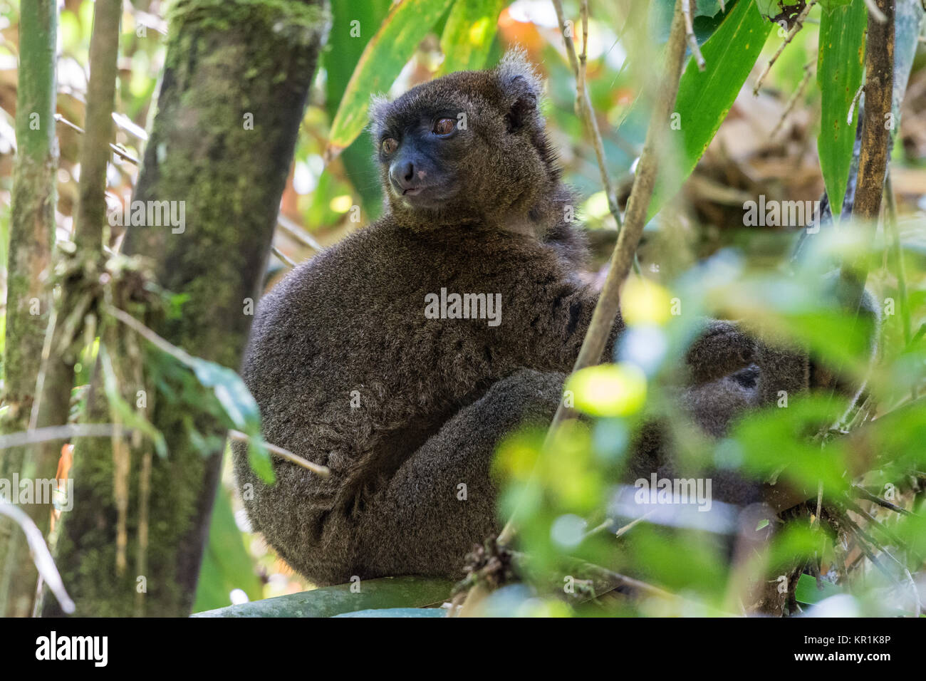 A Critically Endangered Greater Bamboo Lemur (Prolemur simus) foraging ...