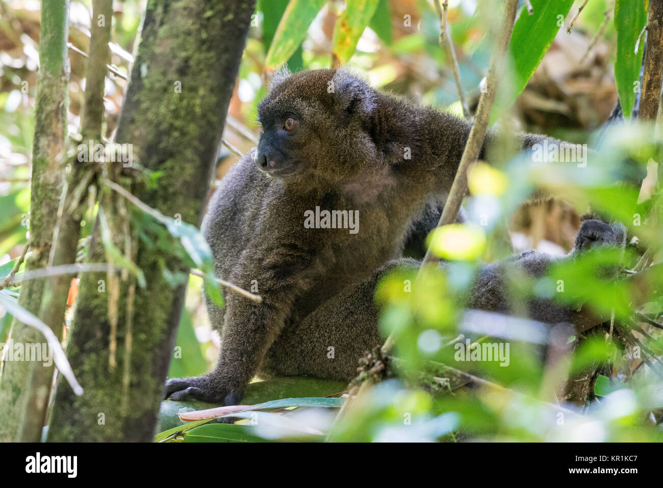 A Critically Endangered Greater Bamboo Lemur (Prolemur simus) foraging ...