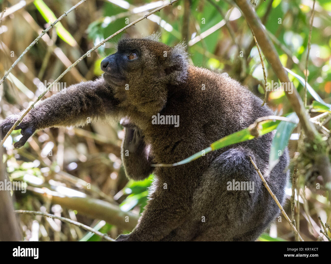 A Critically Endangered Greater Bamboo Lemur (Prolemur simus) foraging ...