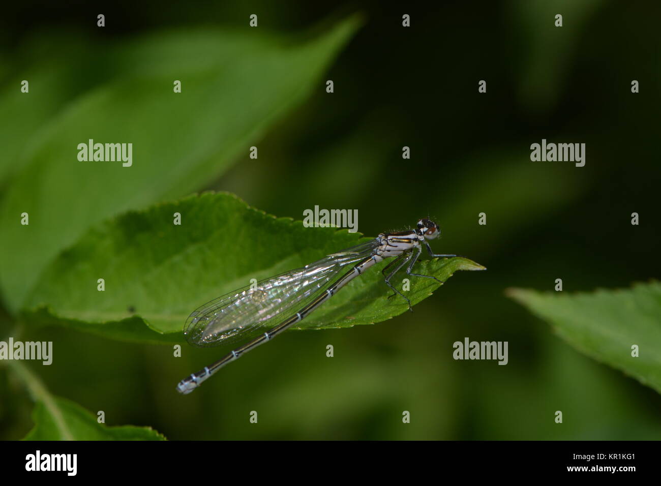 Insect world hi-res stock photography and images - Alamy