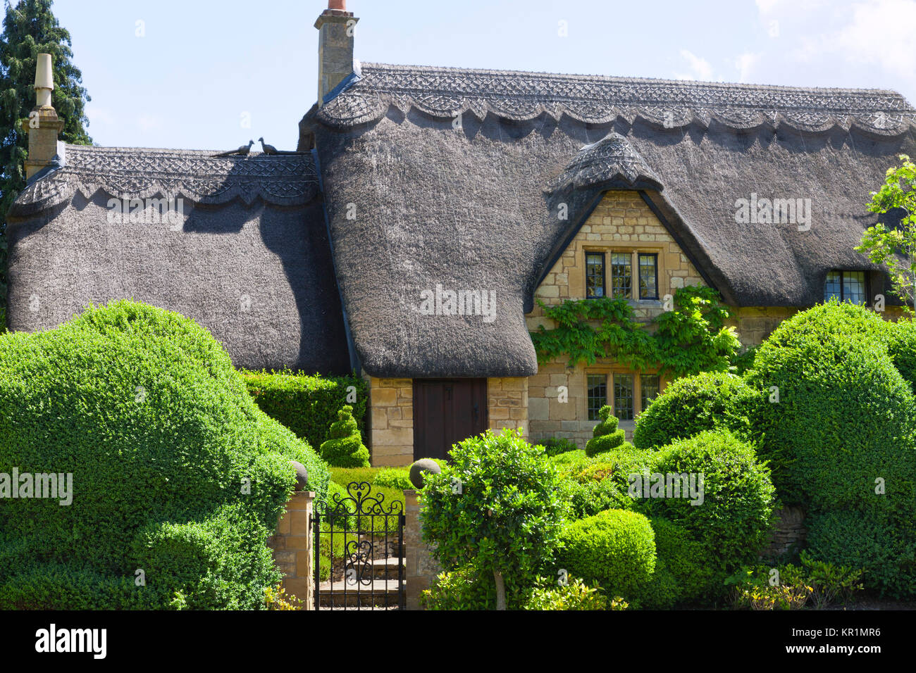 Traditional english stone cottage with thatched roof, green topiary ...