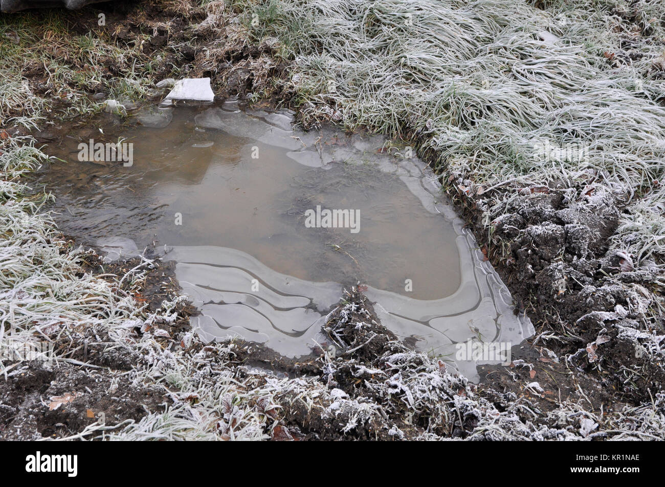 Icy puddle grass hi-res stock photography and images - Alamy