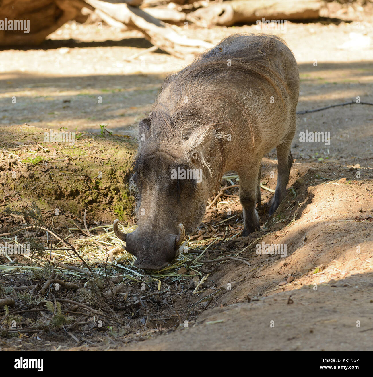 Closeup of a female African Warthog feeding Stock Photo - Alamy