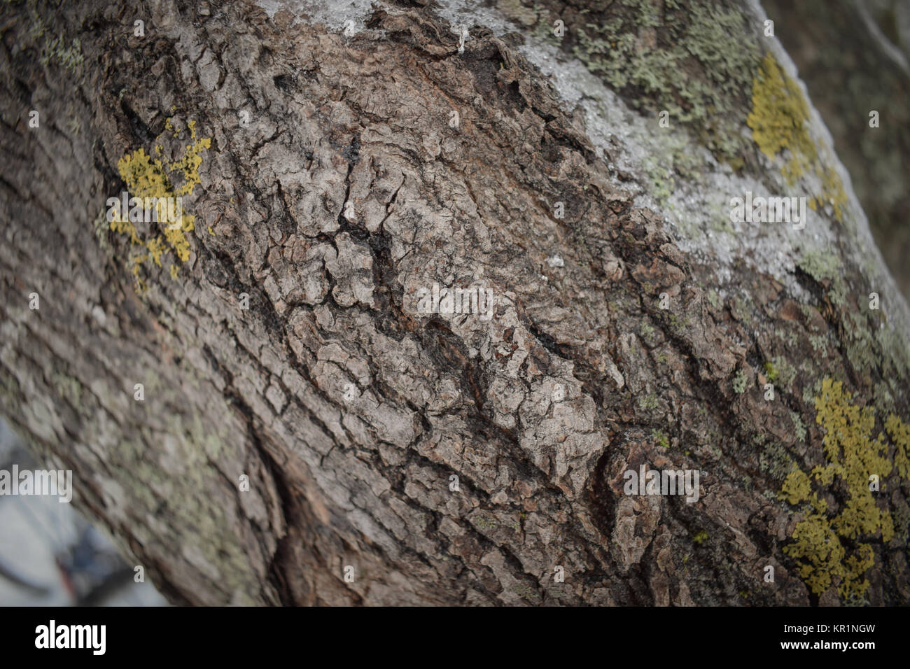 Wood branch hi-res stock photography and images - Alamy