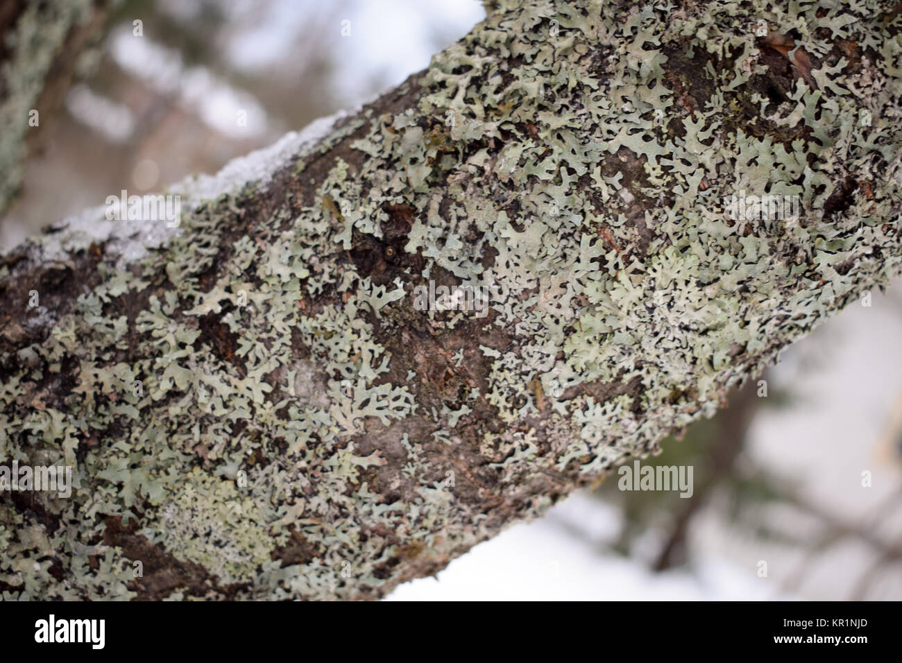 Wood branch hi-res stock photography and images - Alamy