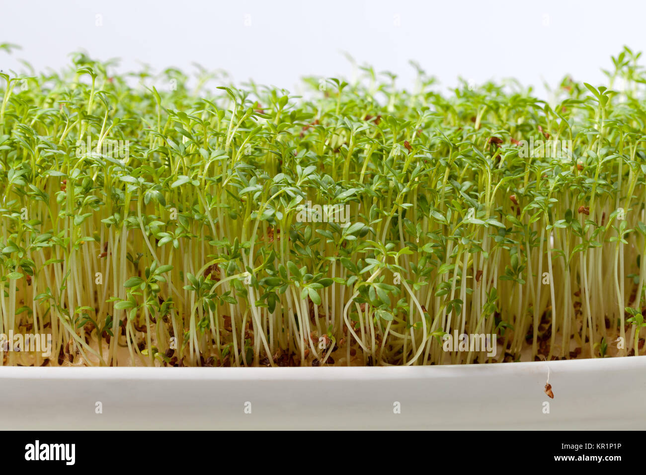 Cress seedlings isolated on white background Stock Photo - Alamy