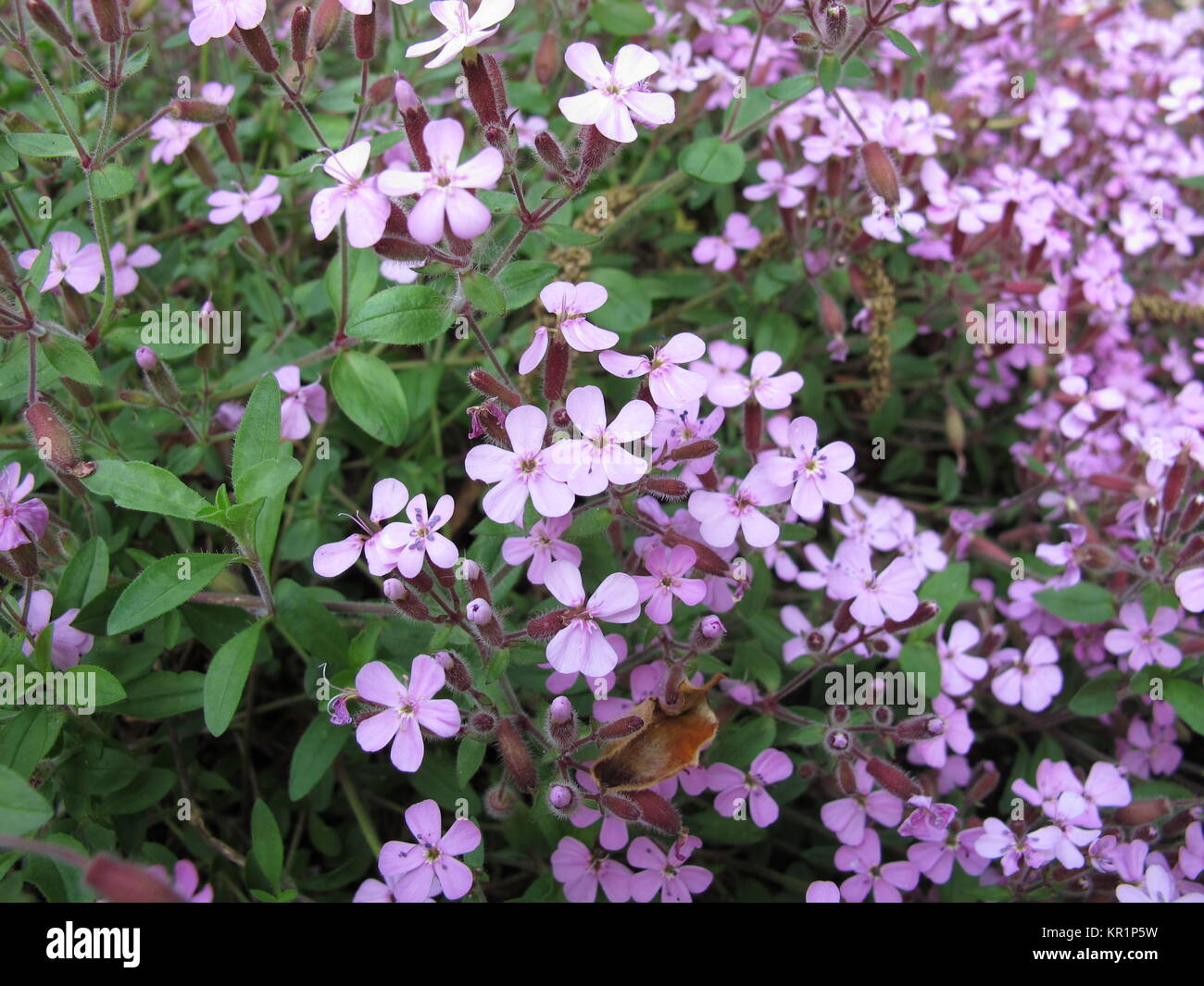 blooming red soapwort,saponaria ocymoides Stock Photo - Alamy