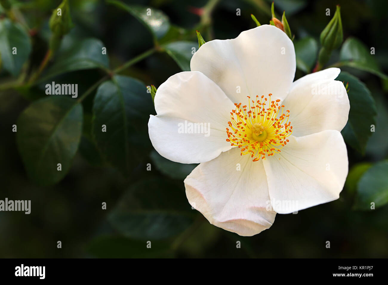 Wild White Rose Stock Photo - Alamy