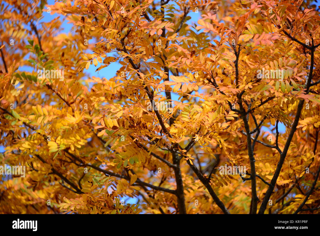 Hornbee leaves hi-res stock photography and images - Alamy